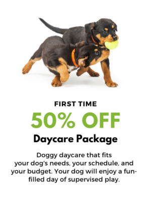 Coupons | Andy's Pet Grooming & Daycare